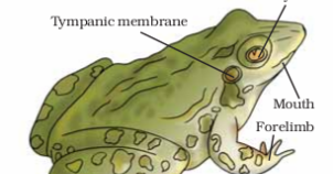 External Features(Morphology) of Frog (Rana tigrina) | Zoology ...