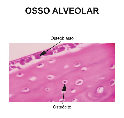 BlogOdonto: Lâminas - Citologia/Histologia