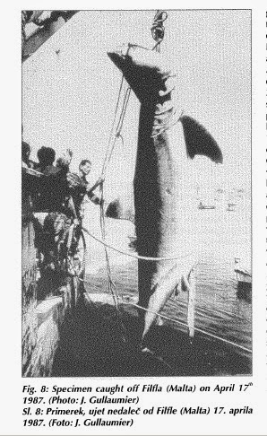 Deltaville Vignettes: Shark Week: The Submarine