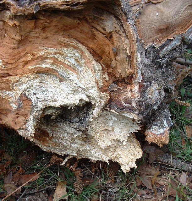 A Woodsrunner's Diary: More on Punk Wood.