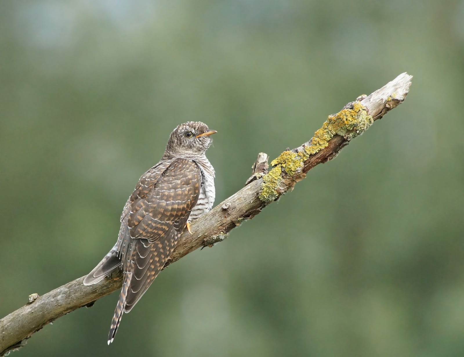 De wereld door mijn lenzen: De jonge Koekoek