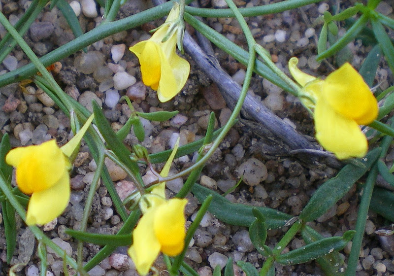 HORTA À PORTA: LINARIA SPARTEA (ANSARINA-DOS-CAMPOS)