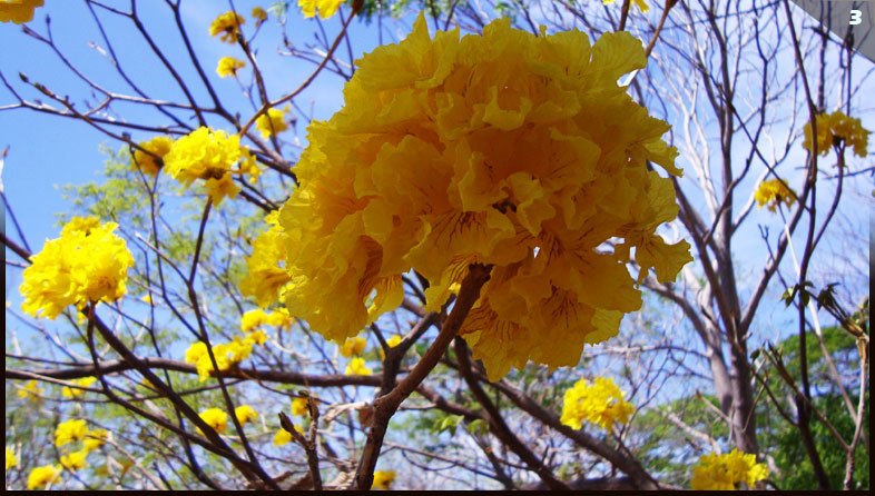 Guayaco: protector y antiséptico cutáneo por excelencia