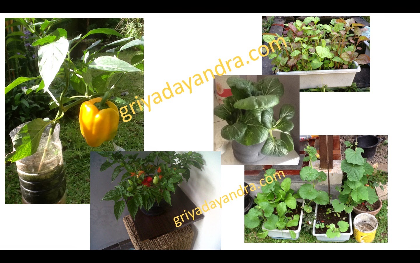 membuat taman sayur dirumah yuks... ~ My home sweet home