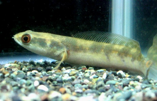 Emperor Snakehead (Channa marulioides)