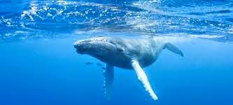 Fauna del Ecuador: Fauna en La Región Costa