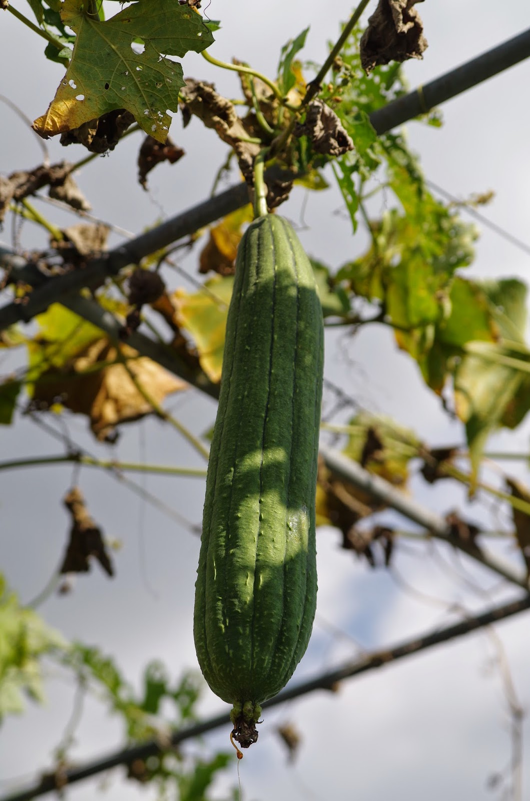 Trees and Plants: Loofah