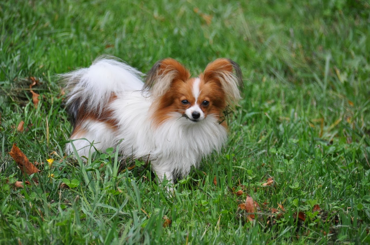 Road's End Papillons : Papillon Activities