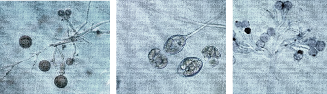 Pengertian Oomycetes, Osifikasi, Oxalidaceae, Papilionaceae