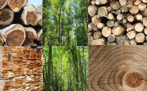 Material de Educación 1º a 8º Básico: La madera: Un Recurso Renovable.