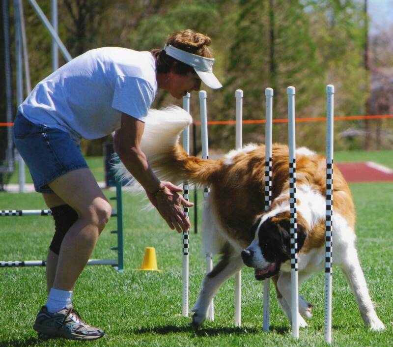 4 Things You Should Teach Your Puppy