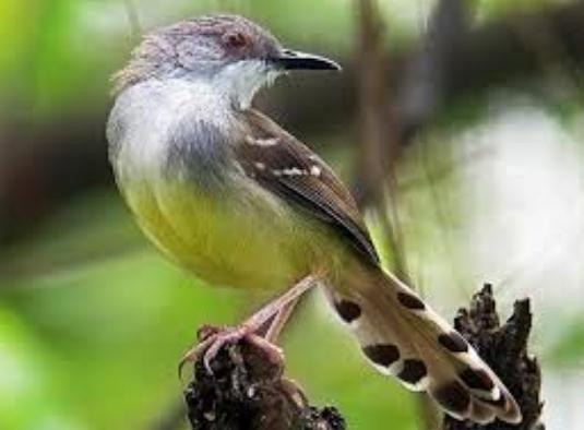 Racikan pakan ciblek yang mudah - Cara Cepat Kicau