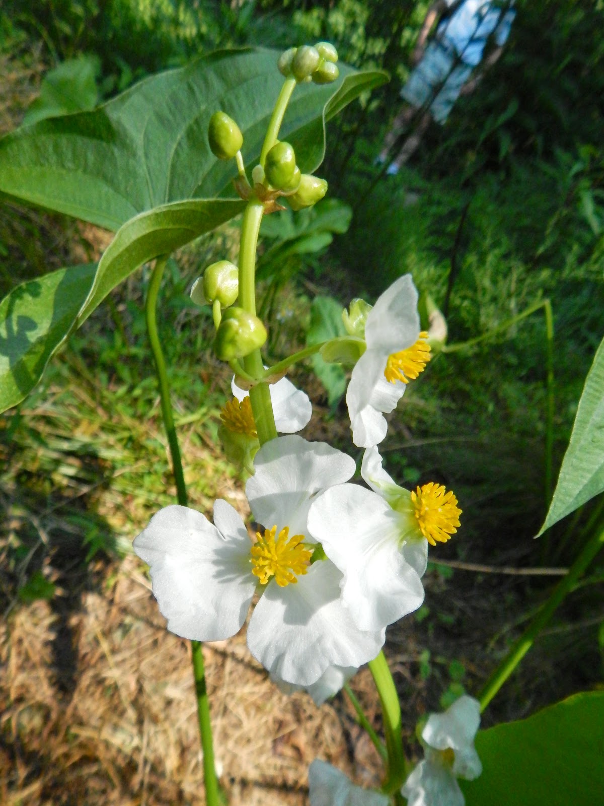 Capital Naturalist by Alonso Abugattas: Katniss - Arrowhead - Duck Potato