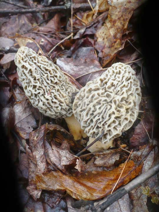The Enchanted Tree: The Magic of Morel Hunting