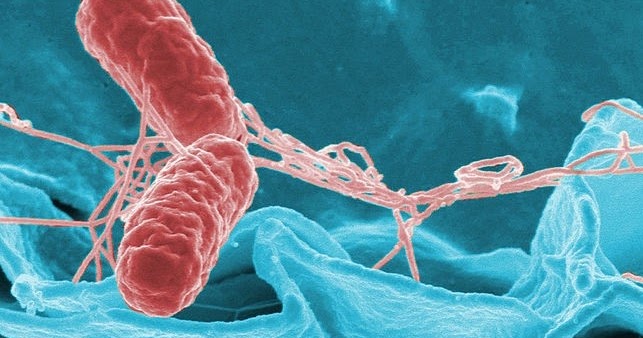 O que são as Enterobacterias ? - Análises Clínicas.com