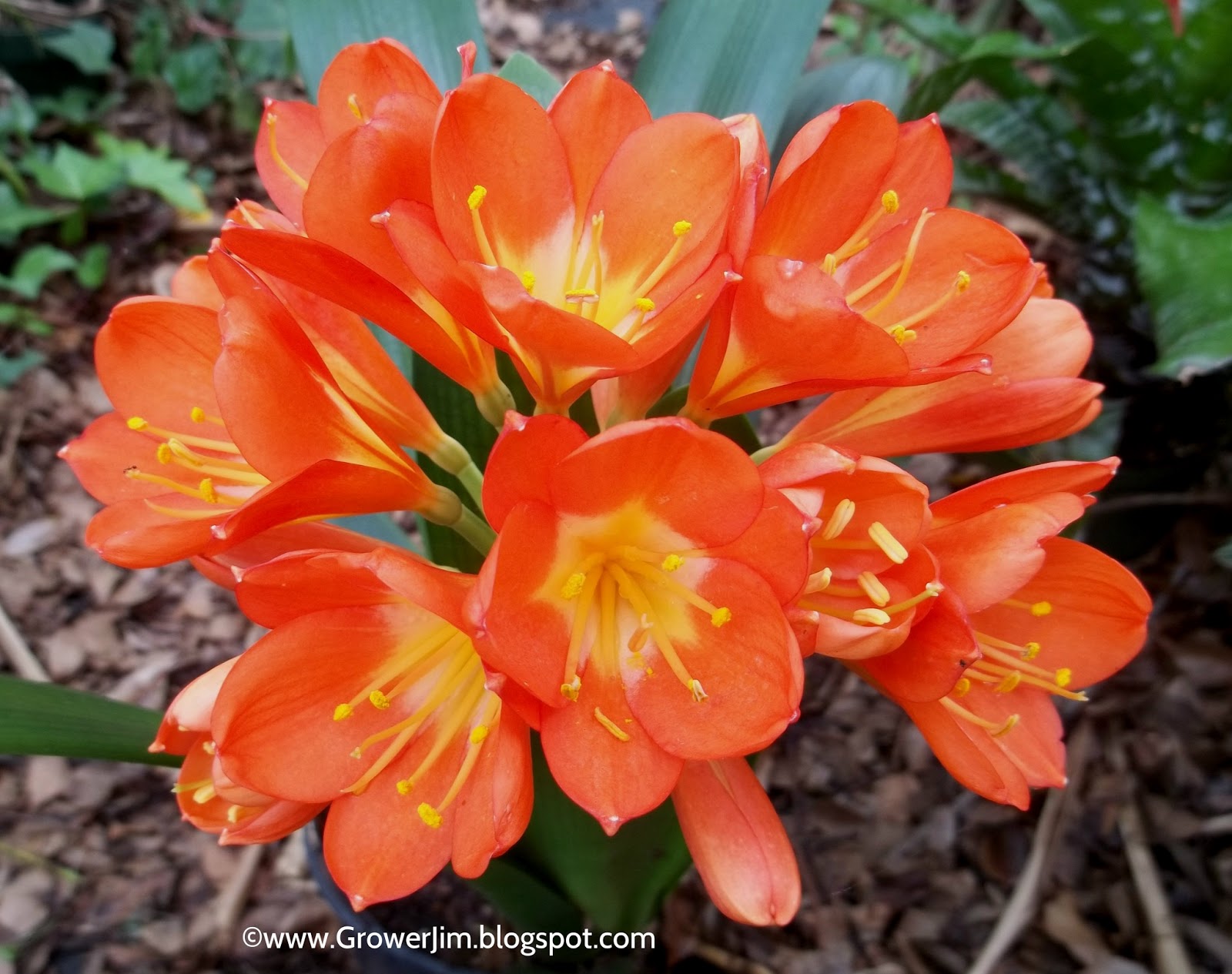 Garden Adventures: Clivia miniata
