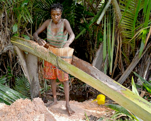 Mengenal Tanaman Sagu - Media Edukatif