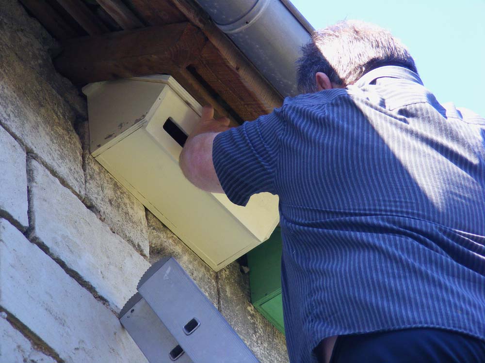 Loire Valley Nature: Swifts, Swallows and Martins