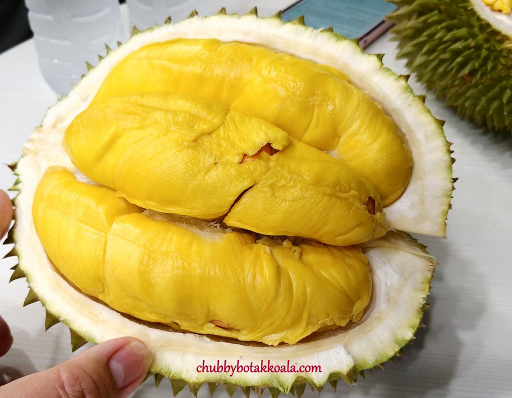 Chubby Botak Koala - Singapore Food Blog, Travel and Lifestyle: Durian ...