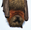 Megabats, Flying-Fox, Fruit bat, info, environment NSW Gov AU