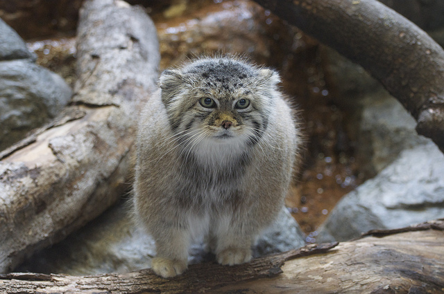 Manul – the Cat that Time Forgot | The Ark In Space