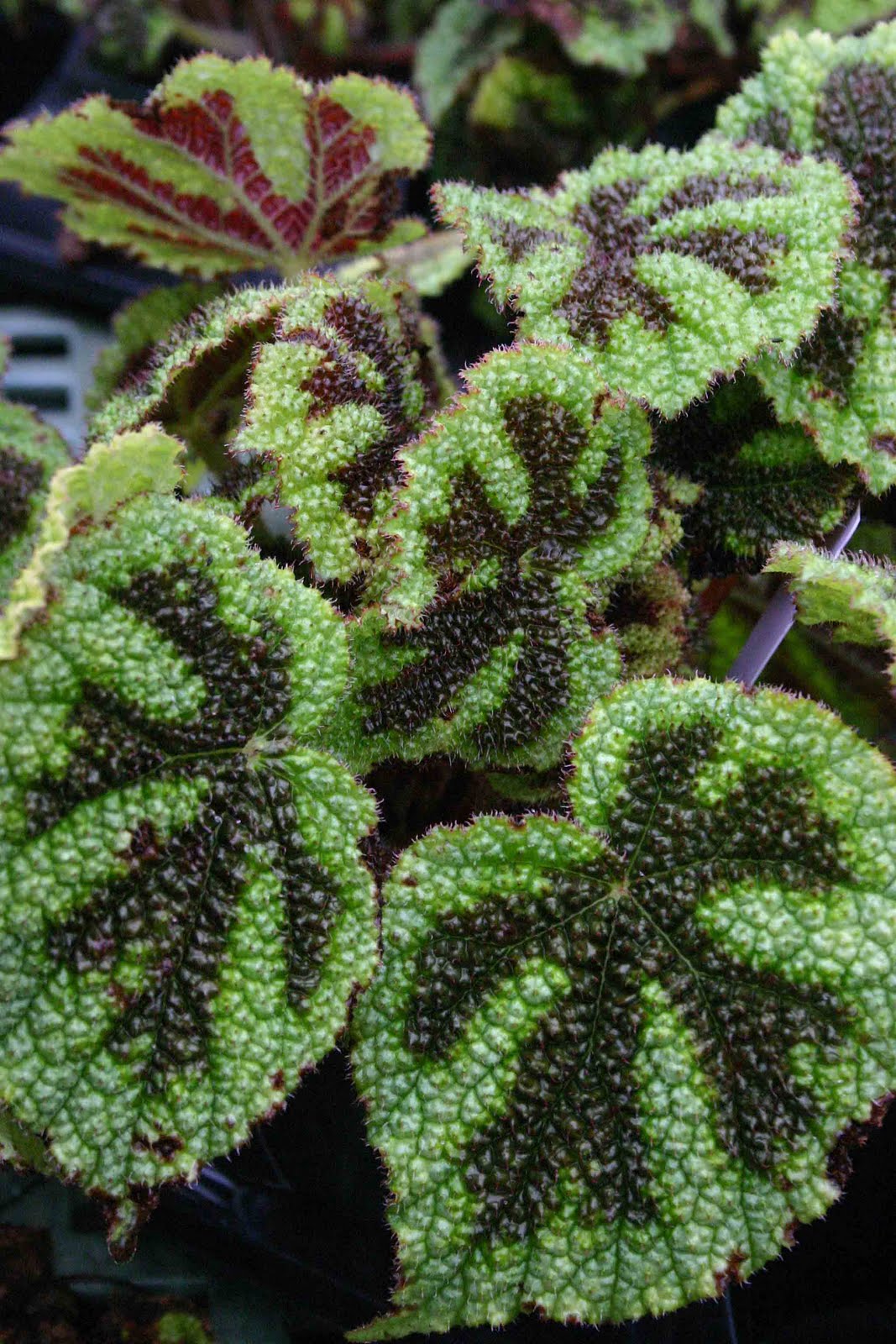 The Perennial Greenhouse