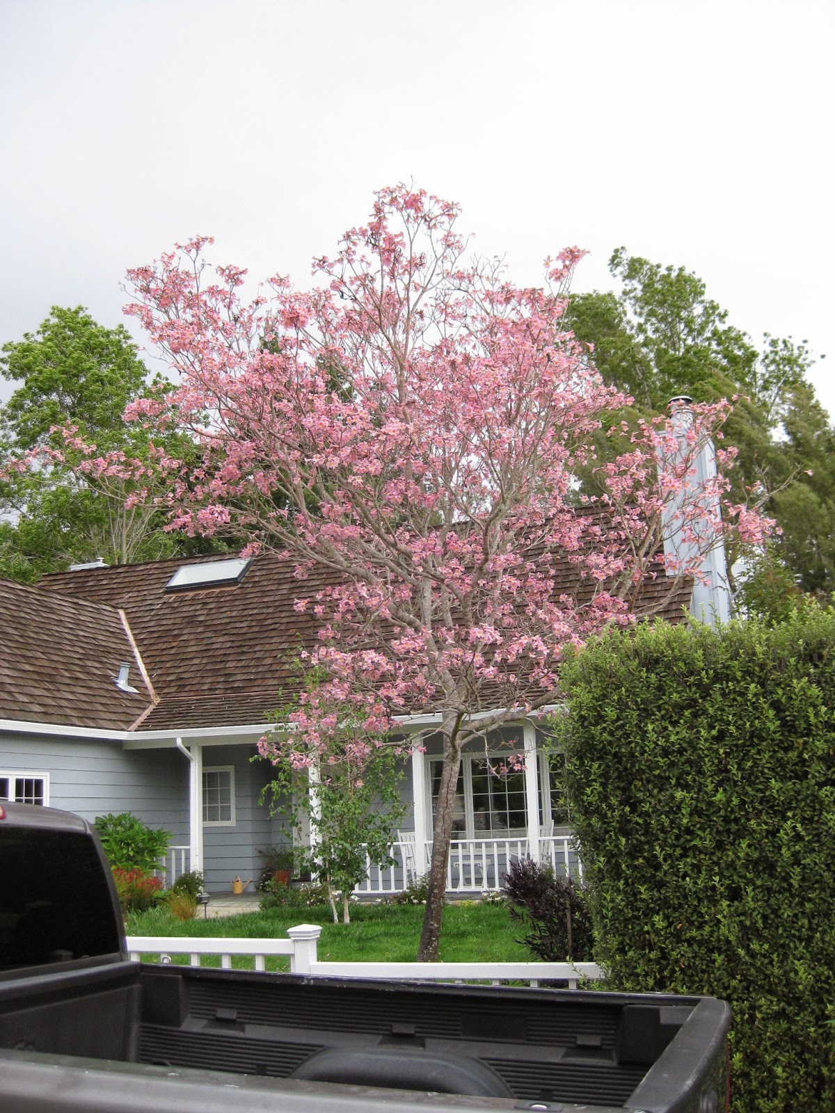 Pinkberry Santa Cruz Tree