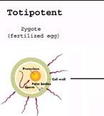 Totipotency |Genetic Engineering Info