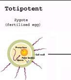 Totipotency |Genetic Engineering Info