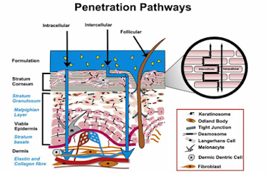 Blognya Pecinta Kimia: Mekanisme Transdermal Drug Delivery Sistem