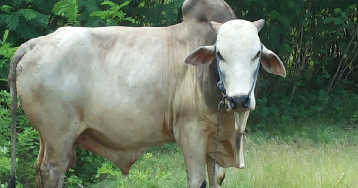 Harga Sapi potong untuk Qurban dan pedaging: Sapi QURBAN jenis Sumba ...