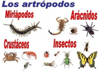 INFO-AGRO: Clasificacion de los Artropodos