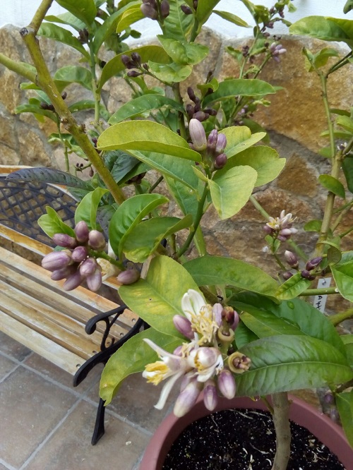 BIODIVERSIDAD COSTA GRANADINA Y...: Limón mano de Buda (Citrus medica ...