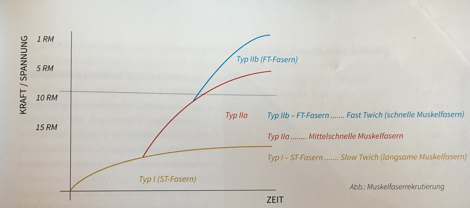 Muscle and Strength Education: Muskelfasertypen