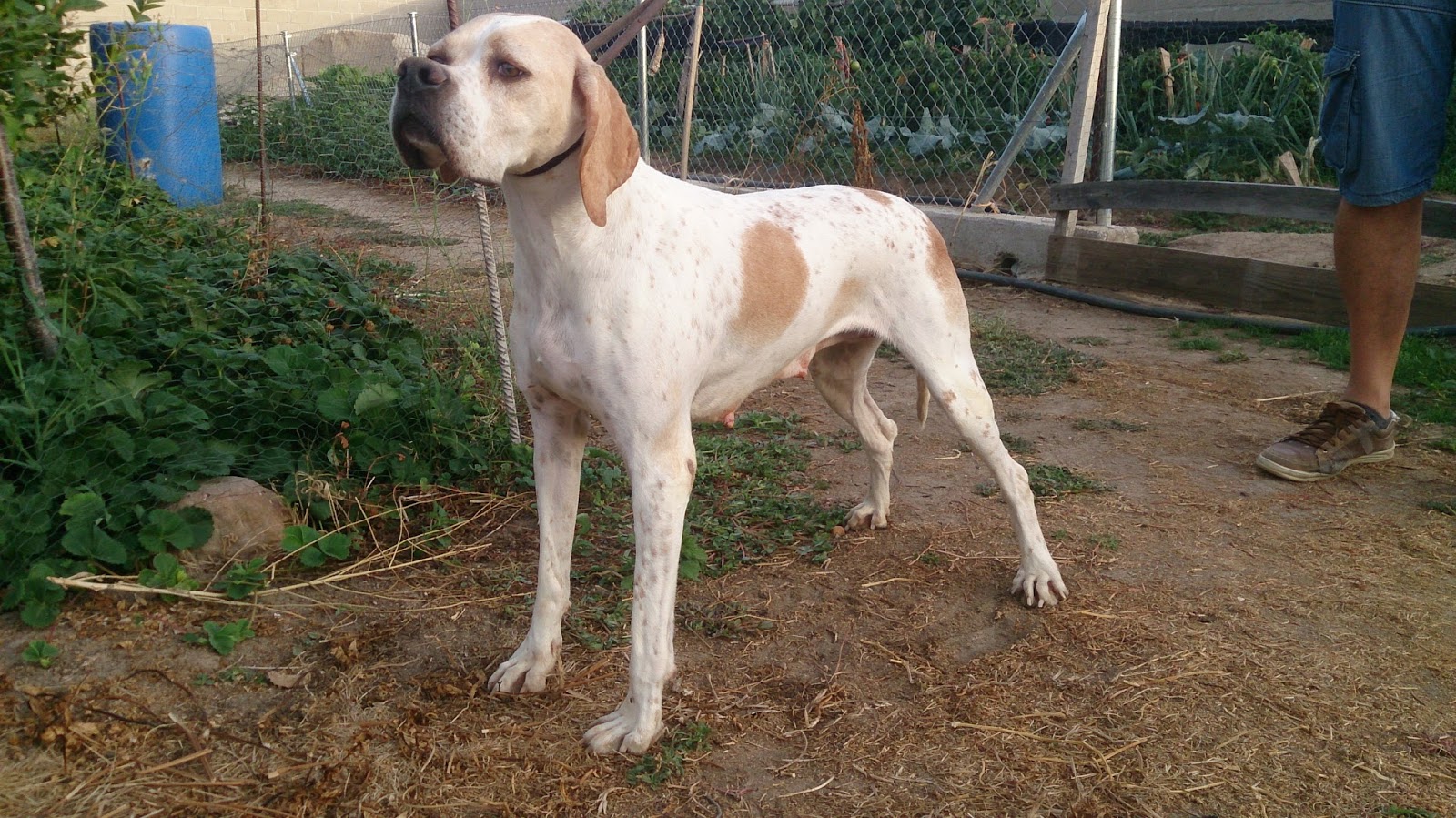 POINTER D'ALBENSE: HEMBRAS