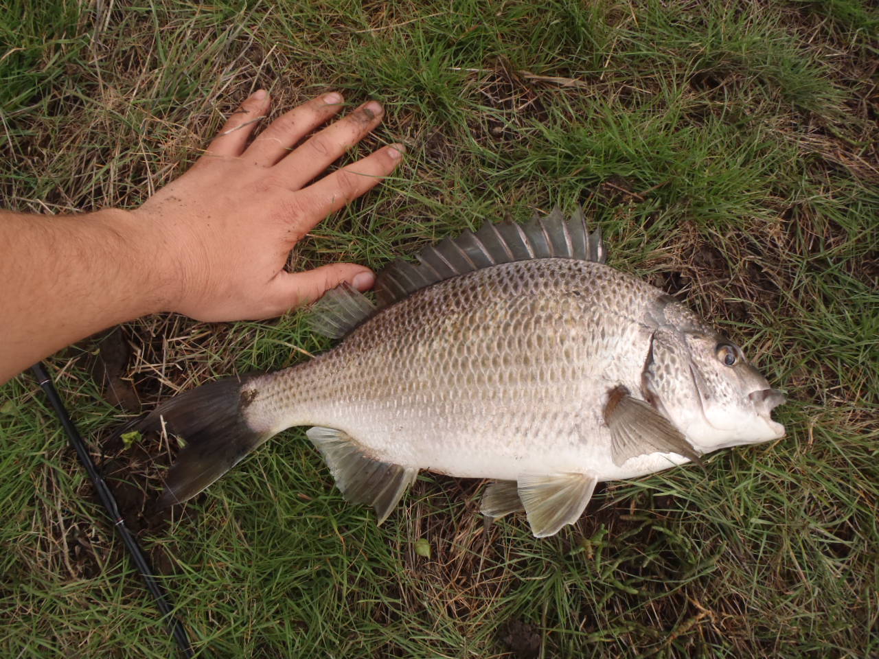 Hooty's Rant'n fish and surf page