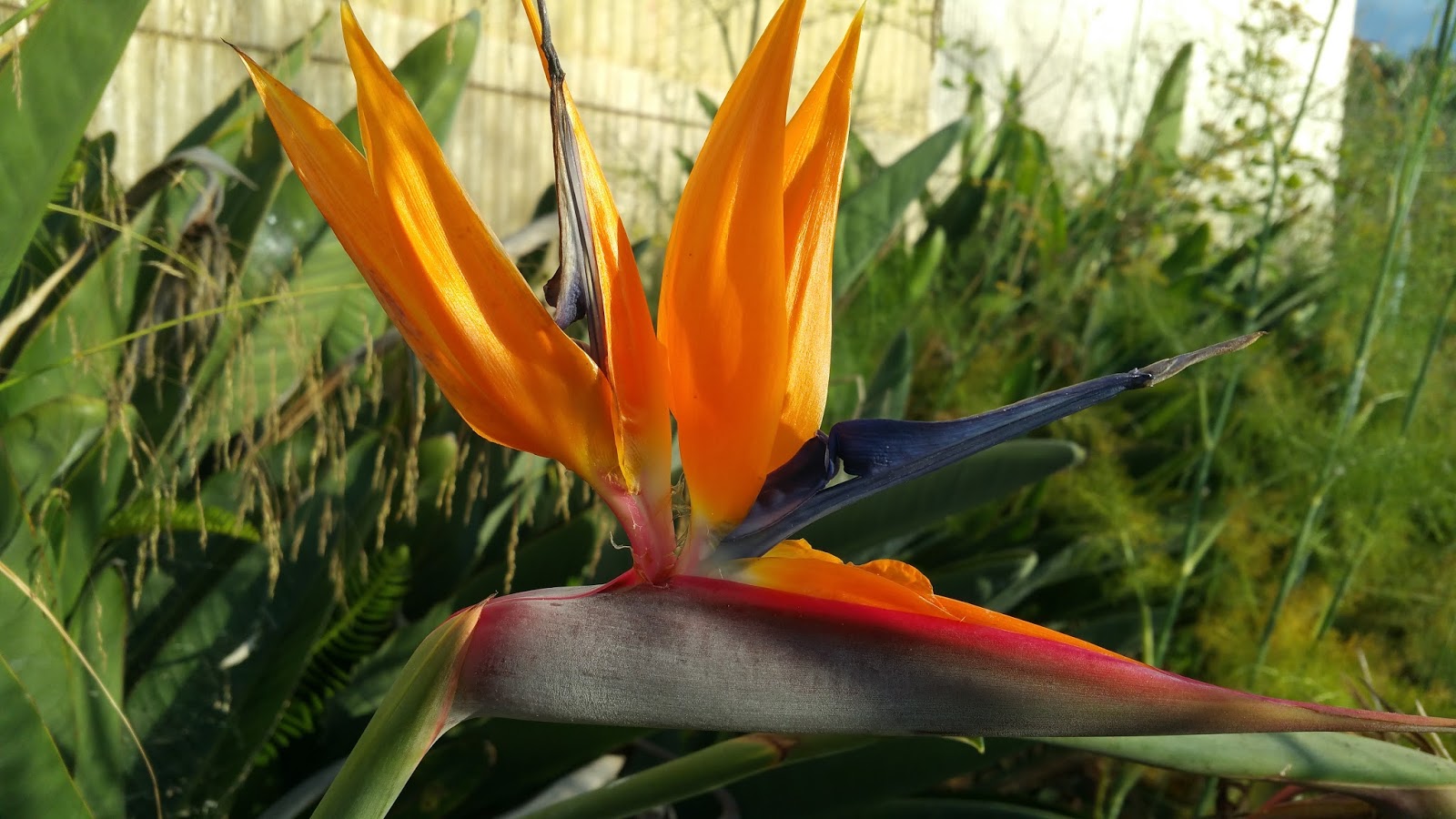 Invernadero y Huerto Ecológico del Sistema de Sanación Tinerfe ...