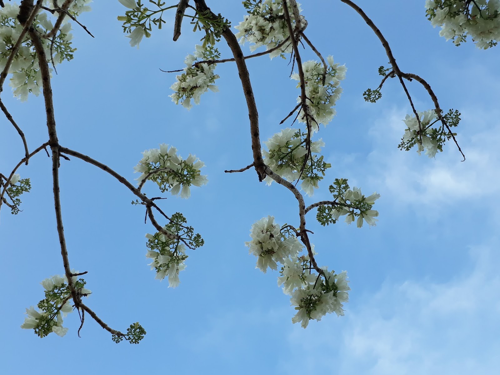 a hopeful nature: A White Jacaranda