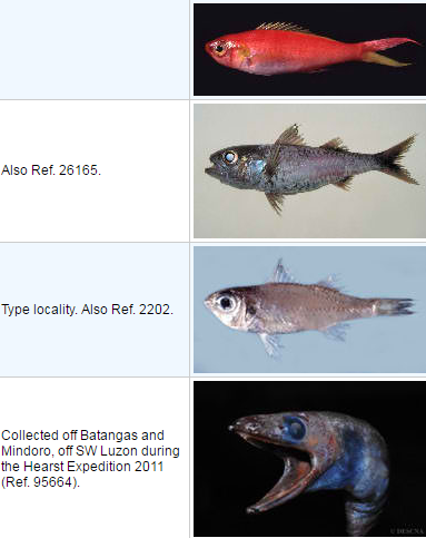 List of Deep-water Fish in the Philippines