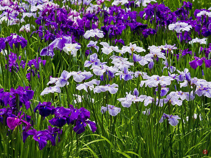 FROM THE GARDEN OF ZEN: Hana-shobu (Iris sanguinea) flowers in Meigetsu-in