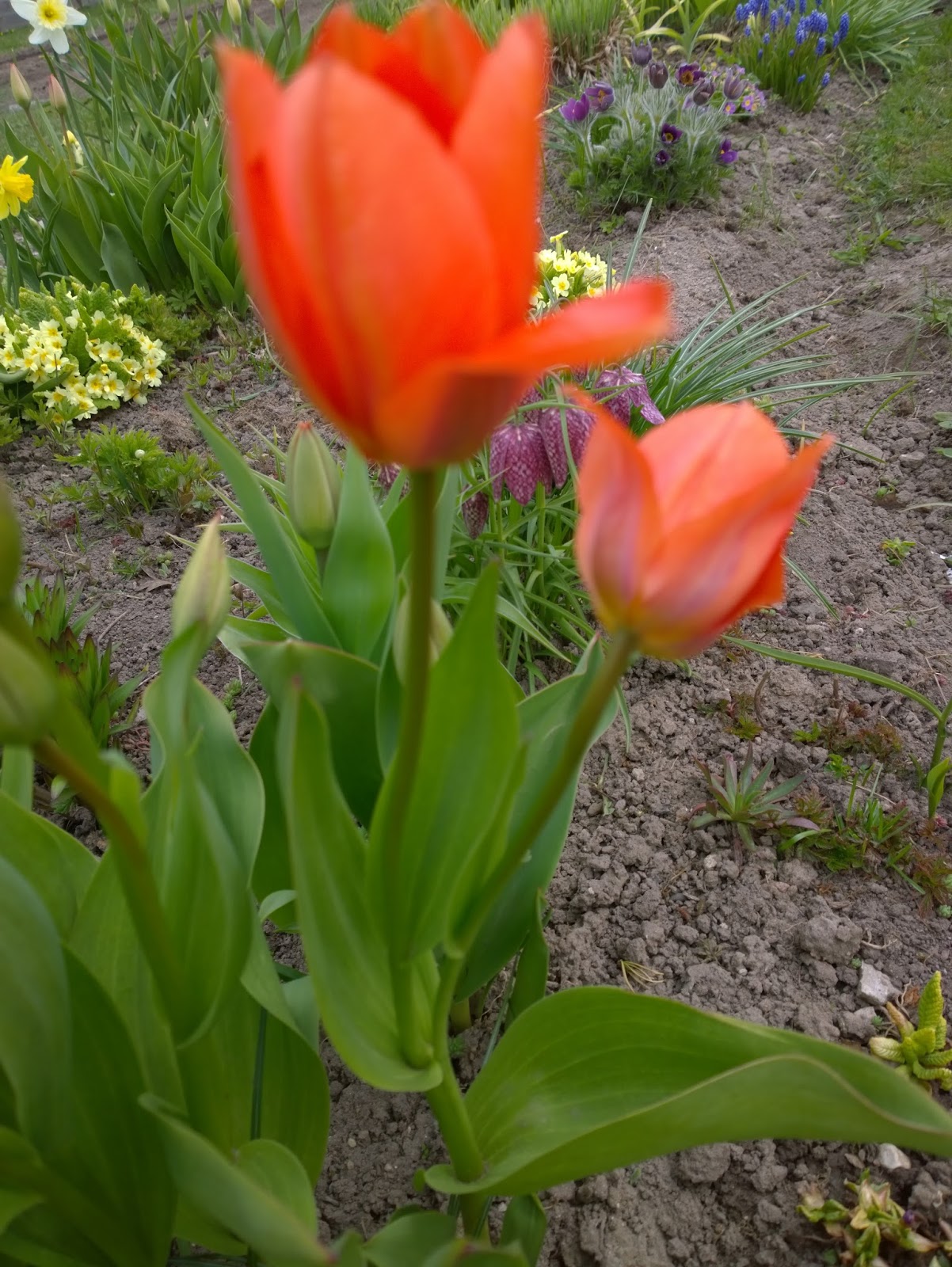 Manni tegemised: Tublid tulbid