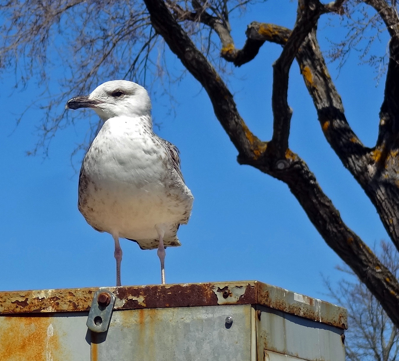 Joe's Retirement Blog: Gulls Rule, Falmouth, Cape Cod, Massachusetts, USA