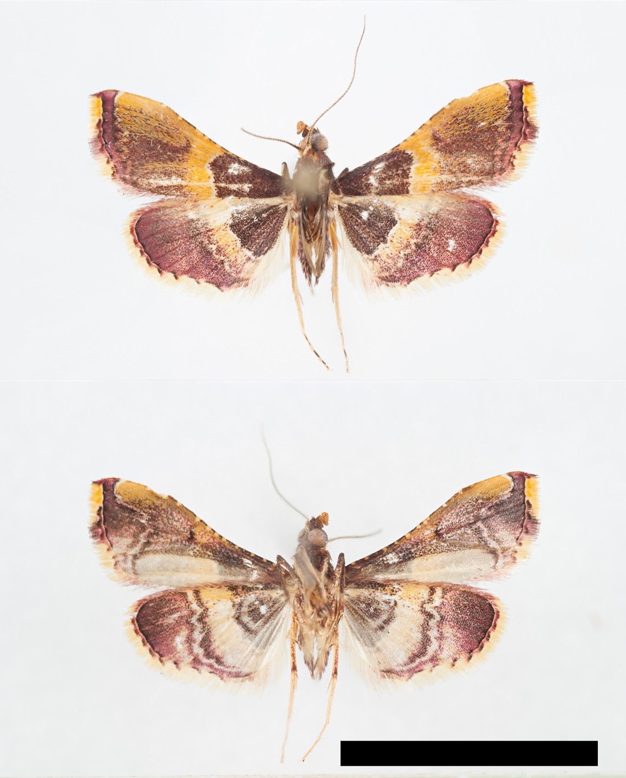 臺灣蛾訊 MOTHS of Taiwan: Endotricha mesenterialis (Walker, 1859) 黃帶歧角螟