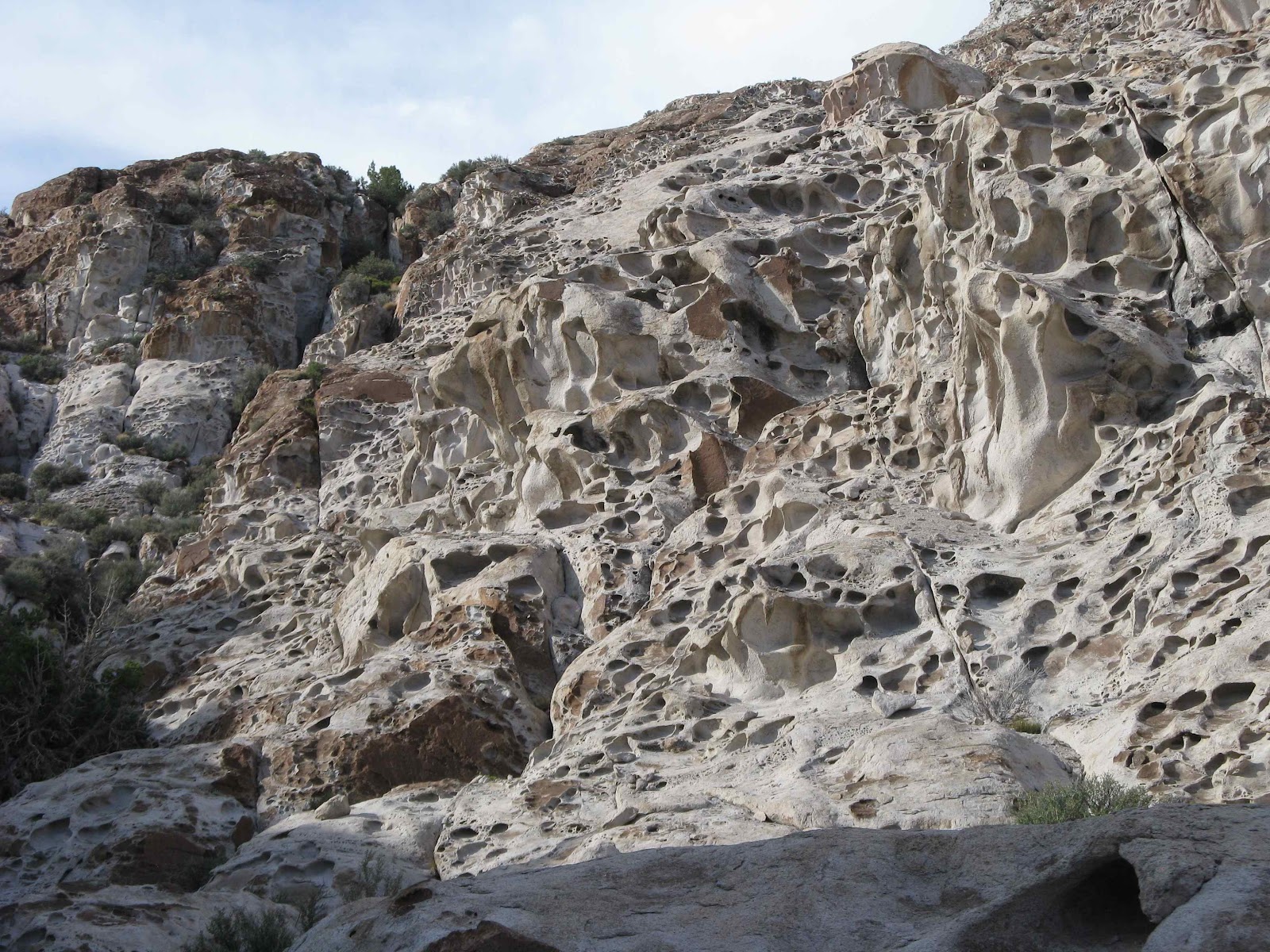 In the Company of Plants and Rocks: Tafoni Jackpot on the Weiss Highway