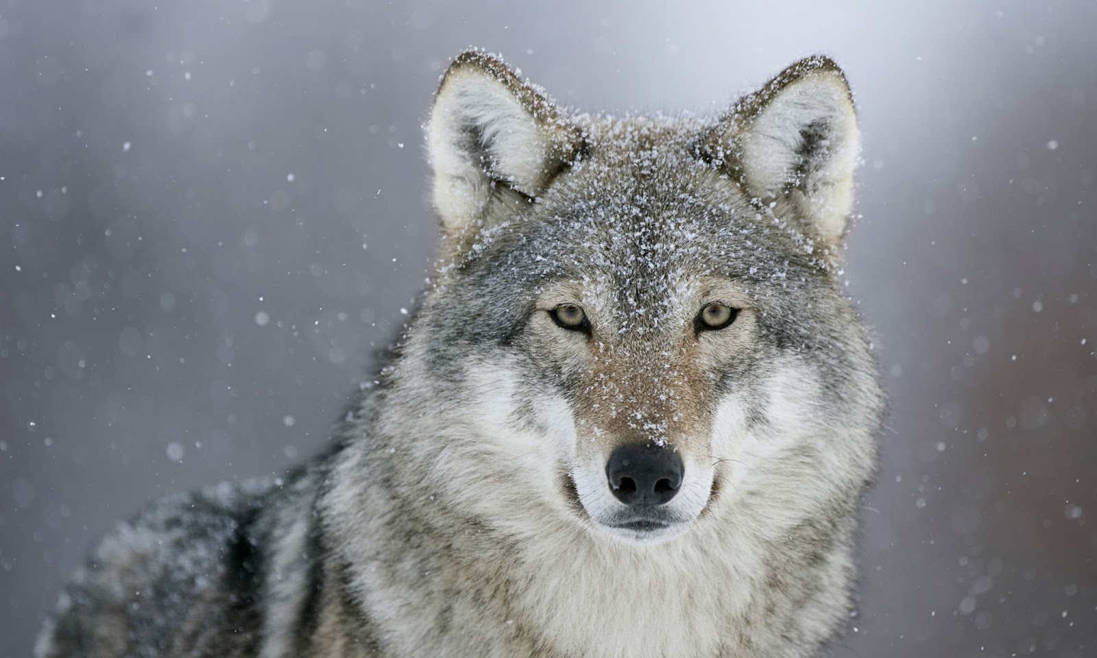 Estonia - Paradise of the North: The Wolf is Officially Declared ...