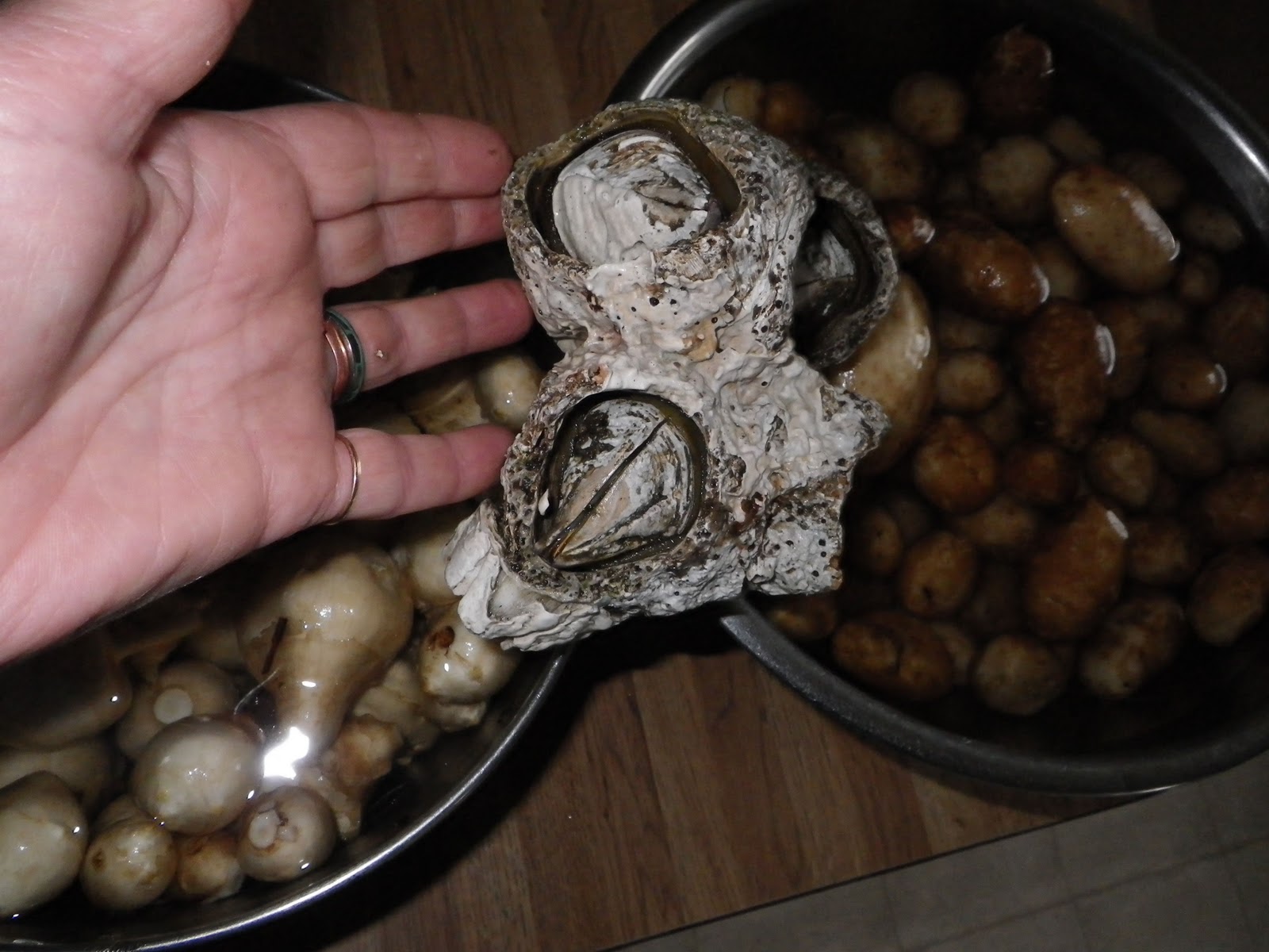 CLALLAM AT BAY: 10/01/2011 - 11/01/2011