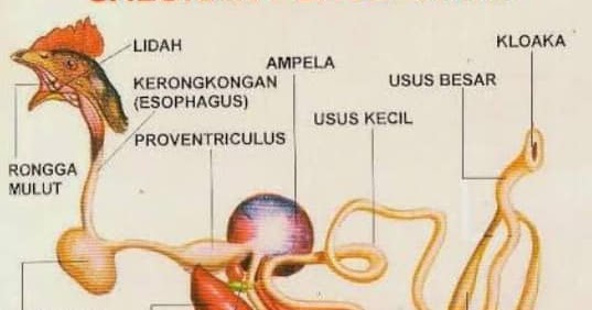 GANGGUAN TEMBOLOK BESAR ( tembolok )
