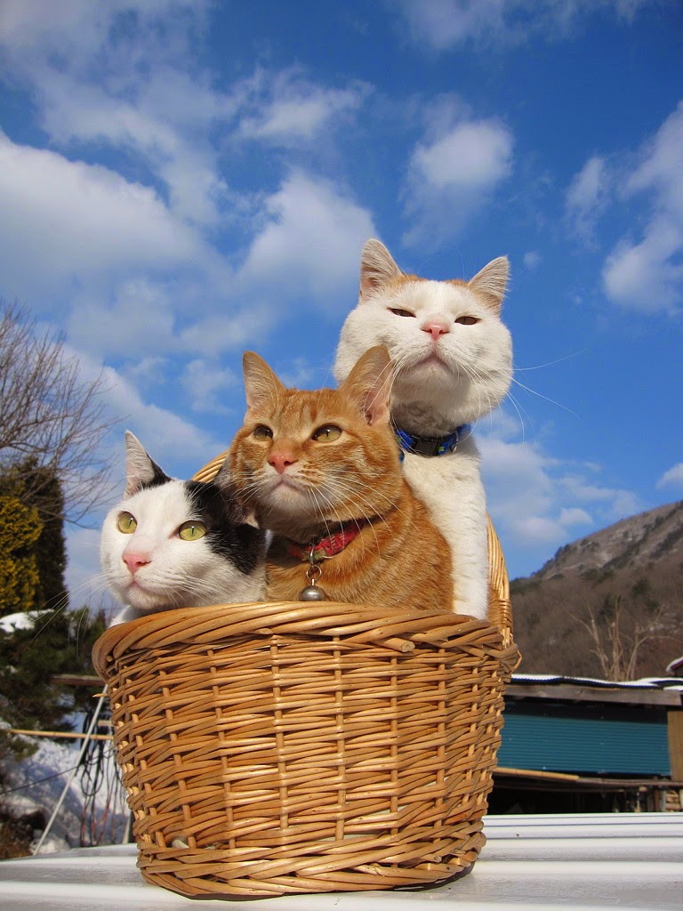 Photo - Shironeko - most silly cat earth | Gallery Wallpaper HD