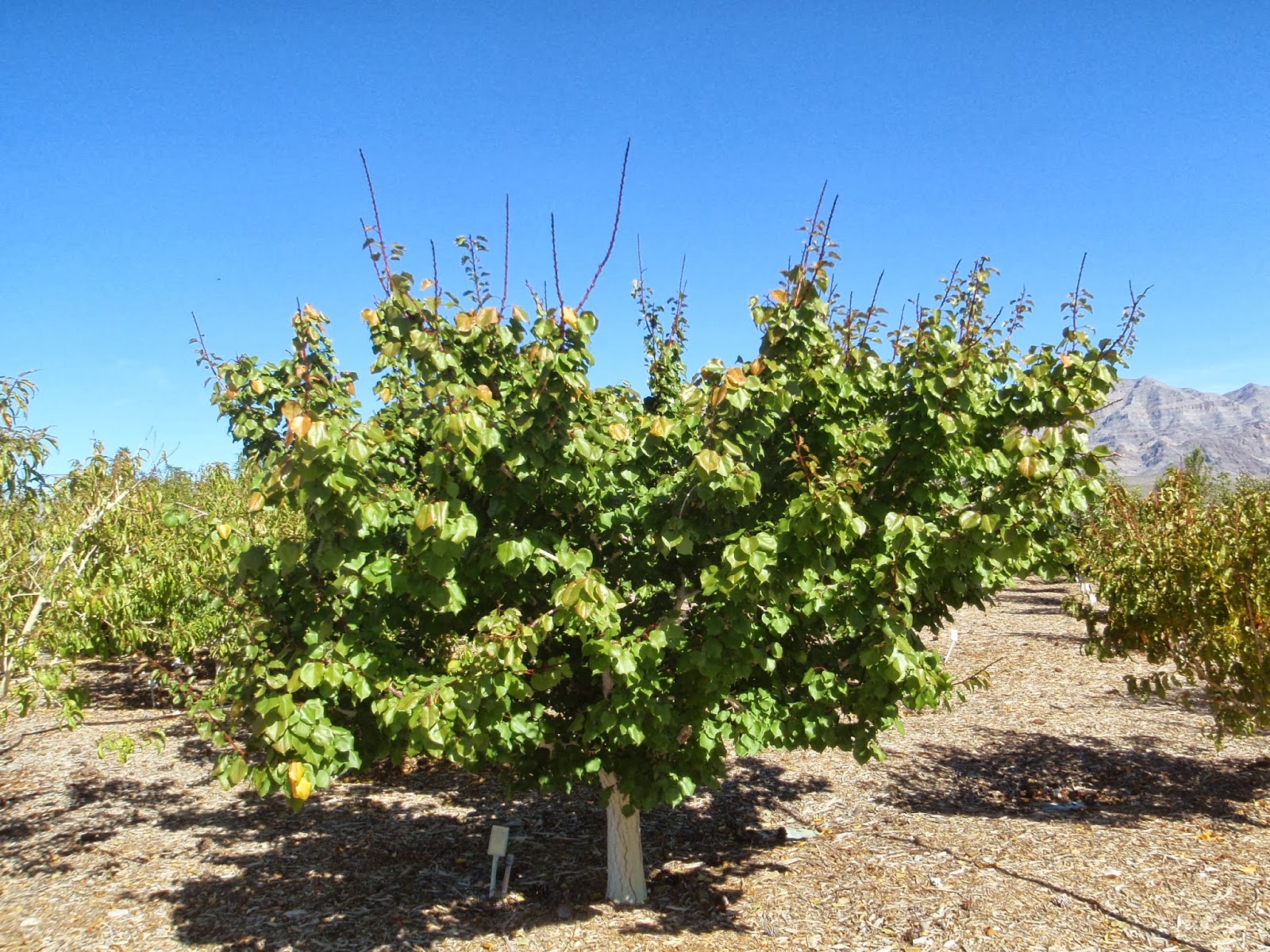 Xtremehorticulture of the Desert: Recommended Varieties of Almond ...