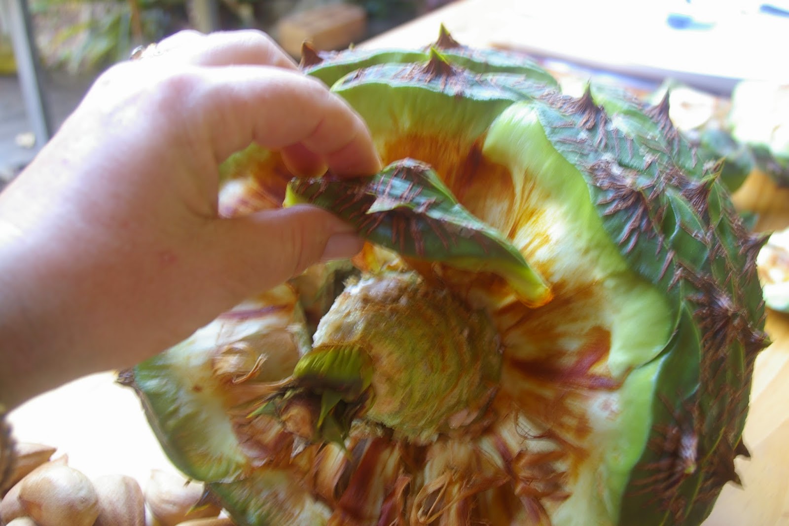 Bunya Nuts: collection and preparation!